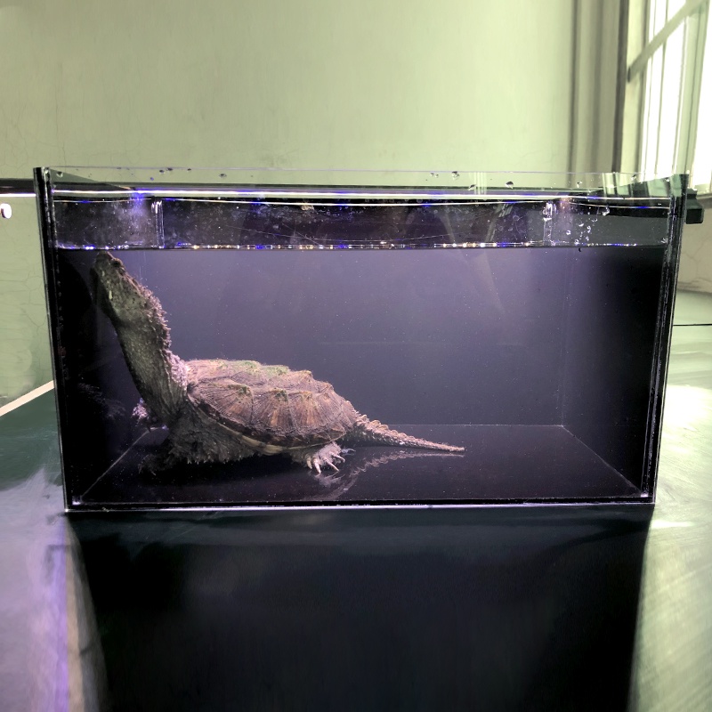 Pet Bank Tortoise Tank Macrochelys Temminckii Alligator Snapping Turtle ...
