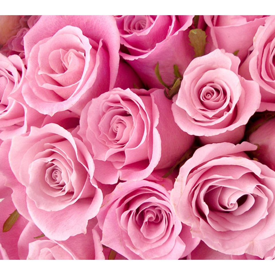Fresh Flower from Cameron Highlands - Fresh Cut Rose x 20 stems ...