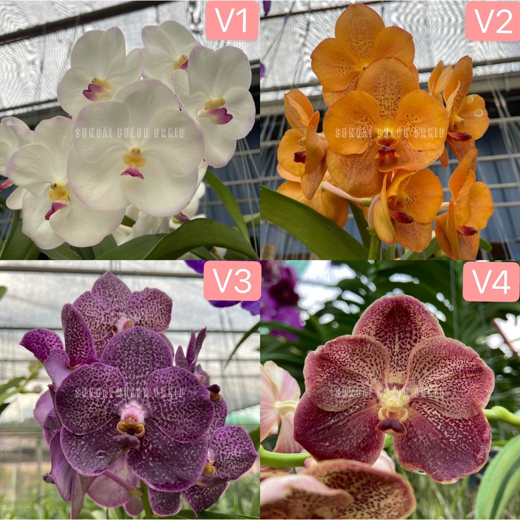 Vanda Orchid Baby plant and mature Plant | No flower | Shopee Malaysia