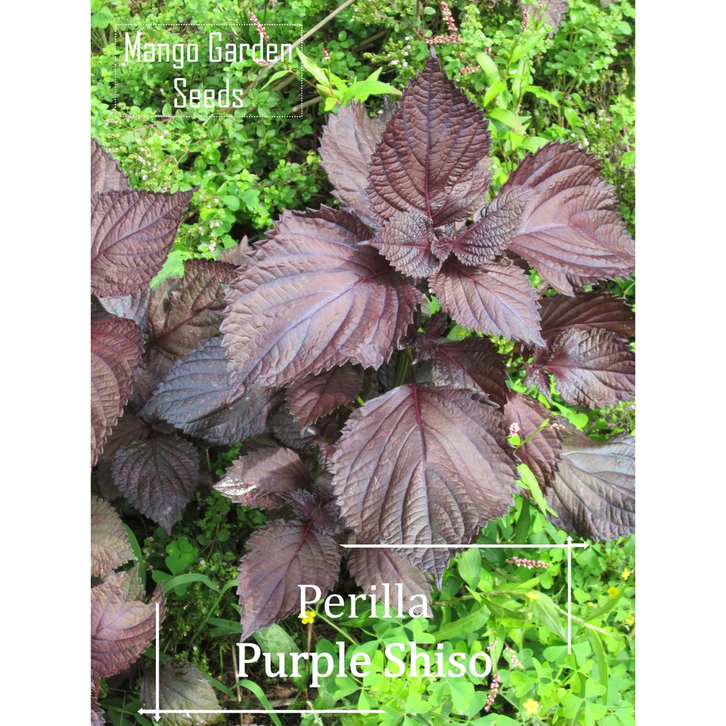 Organic Purple Shiso Seeds - 50+ seed *Pot Friendly* Tanam Pasu, Purple ...