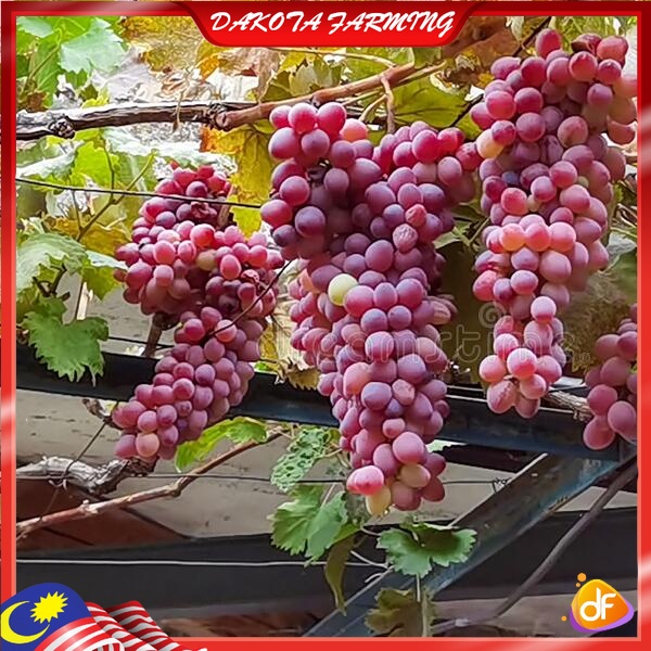 Anak Pokok Anggur Glasha Seedless Grape Pokok Premium Lebat Berbuah ...
