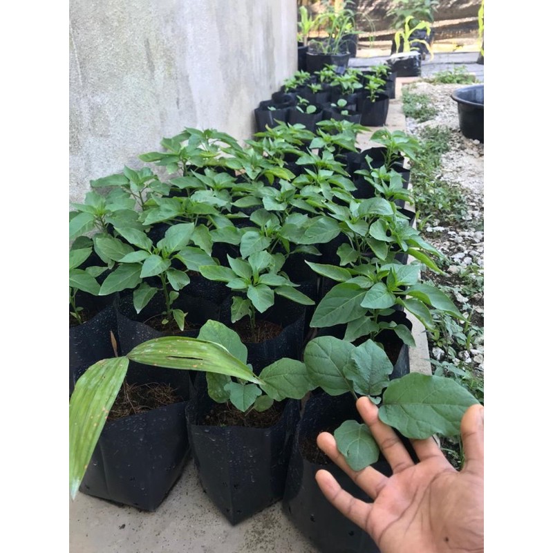 anak pokok lada solok / anak cili hijau | live plants | Shopee Malaysia
