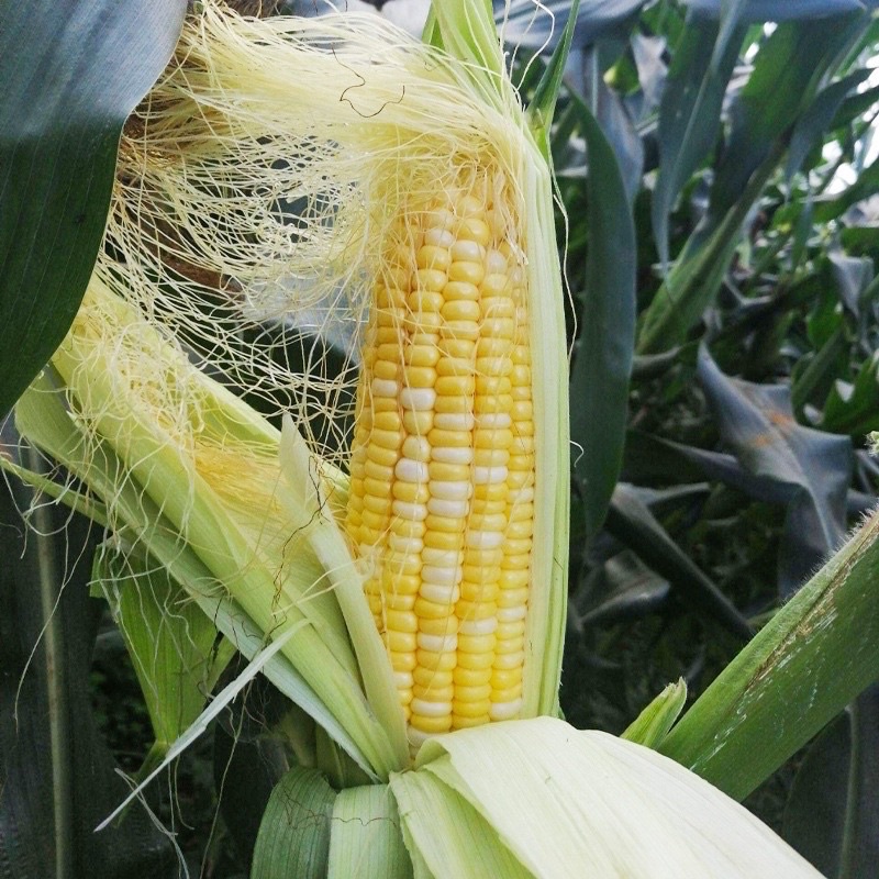 Two-color sweet corn seeds /双色玉米籽 | Shopee Malaysia