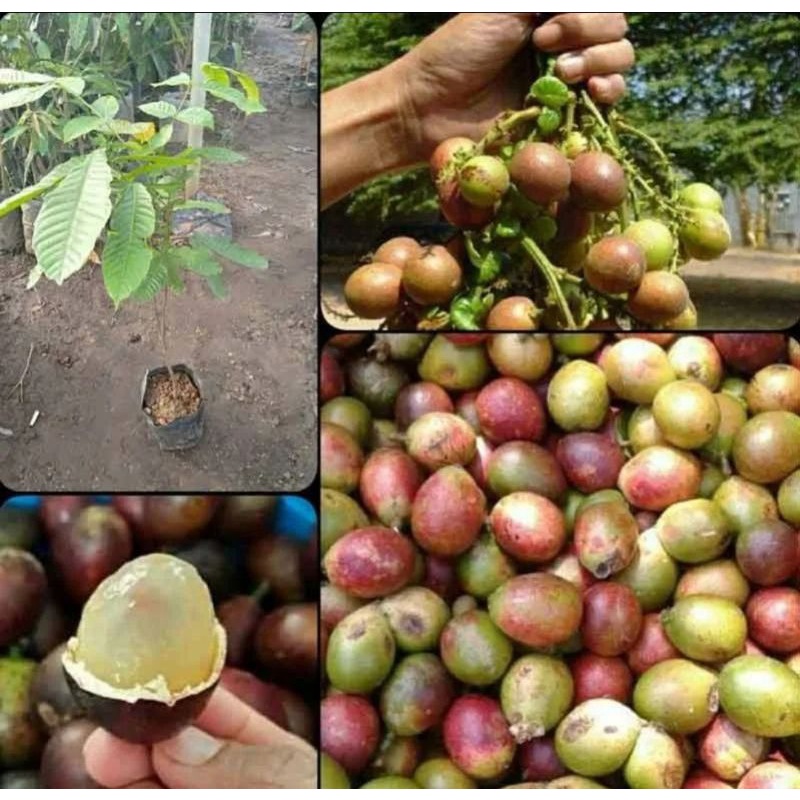 Anak Pokok Matoa 3rasa | Shopee Malaysia