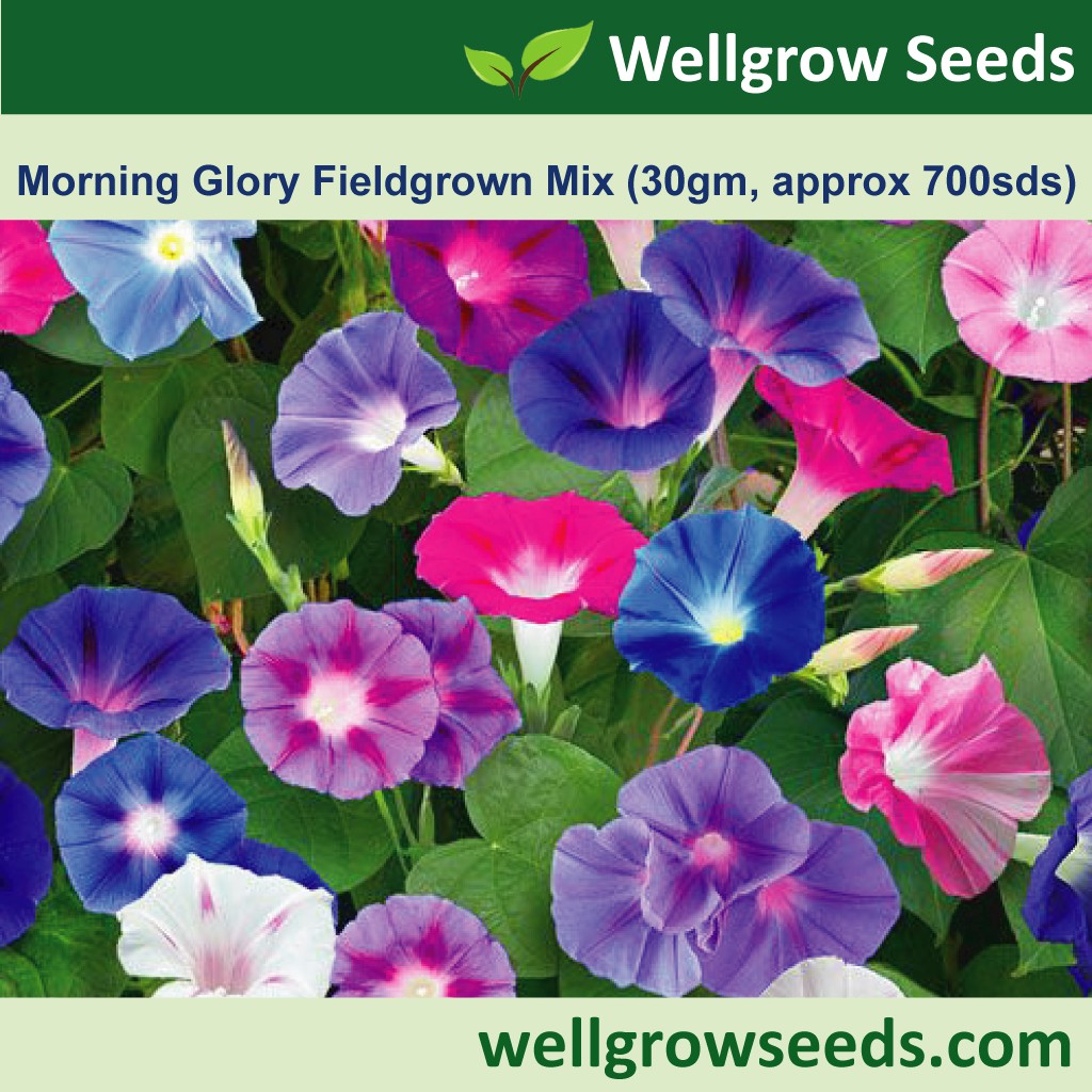Morning Glory Fieldgrown Mix (Ipomoea purpurea) 30gm,Approximately 700 ...