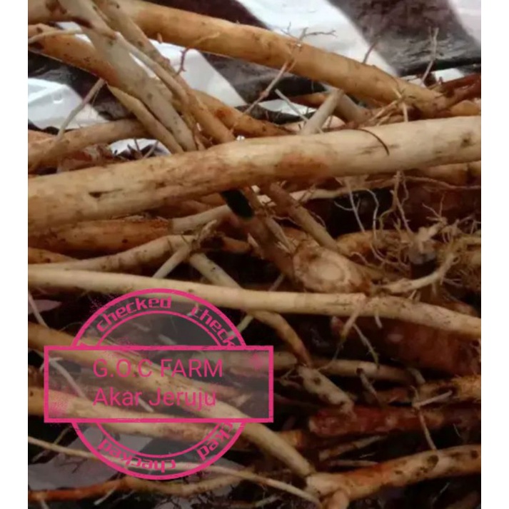 Pokok Jeruju (Buah 9biji RM 20/Keratan 5 keratan RM 10/Anak Pokok RM 30 ...