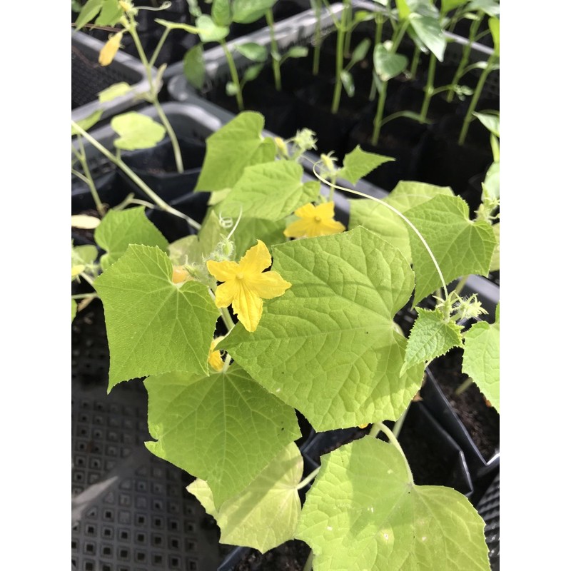 ANAK POKOK TIMUN MINI • Mini Munch Cucumber • Menjalar,Berbunga ...