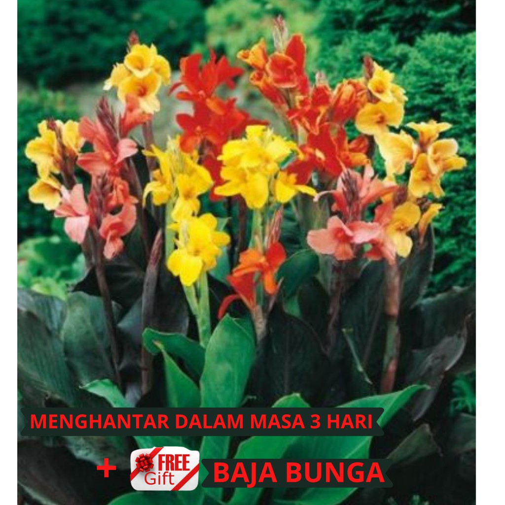 [READY STOCK]🔥🔥Pohon HidupTanaman Hias Bunga Tasbih atau Canna Lily ...