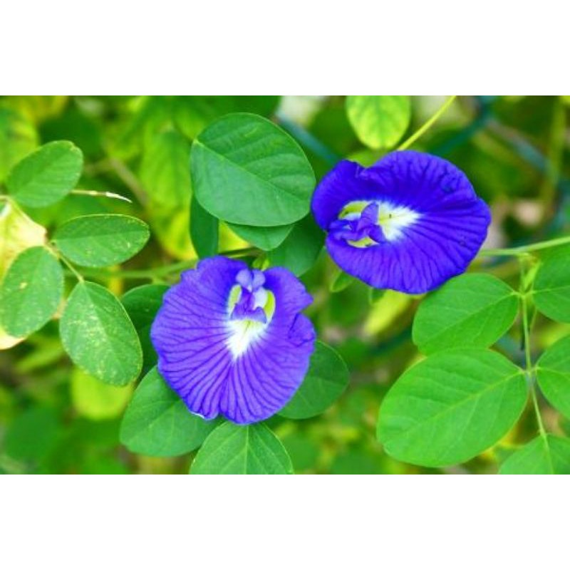LIVE PLANT Pokok bunga telang (Butterfly pea) | Shopee Malaysia