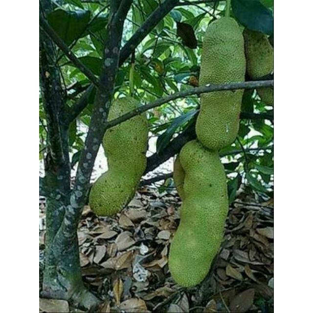 Pokok Cempedak King Buah Besar | Shopee Malaysia