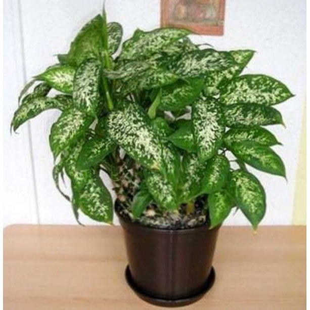 🔥Keladi Hiasan- 2 Rumpun Bunga Dieffenbachia 🔥 Bunga hiasan Dalam Pasu ...