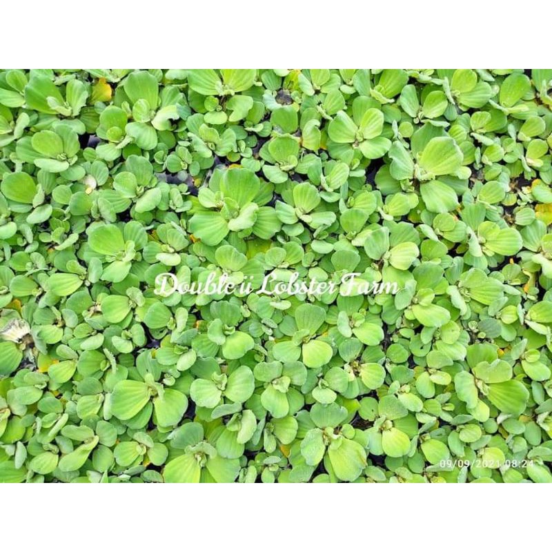 🍀 POKOK KIAMBANG 🍀 (1) BOX | Shopee Malaysia