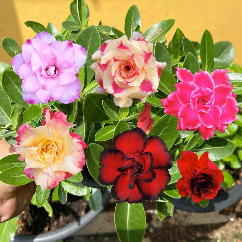 MIX ID POKOK BUNGA KEMBOJA/ADENIUM REAL LIVE PLANT PASU 8INCI (RARE ID ...