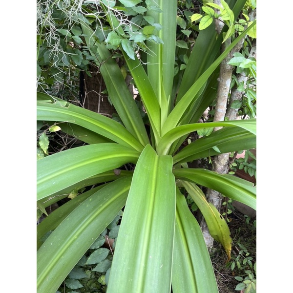 1 HELAI DAUN TEMBAGA SUASA ATAU MELONG | Shopee Malaysia