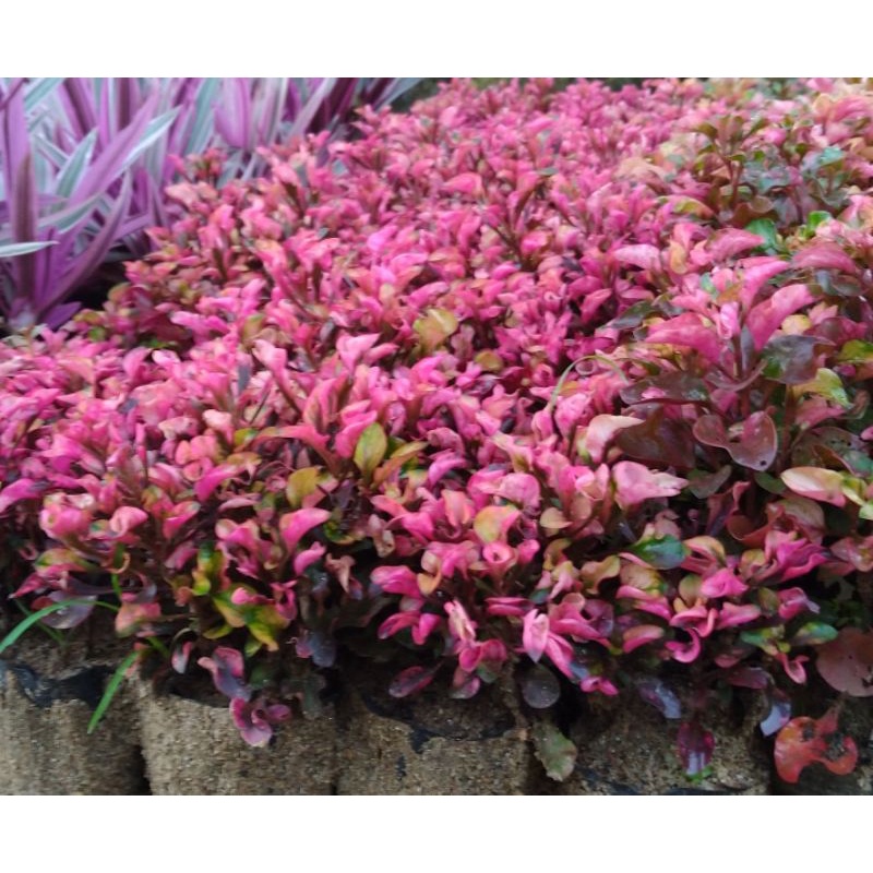 POKOK RENEK- ALTERNANTHERA FICOIDEA TRICOLOUR RED. (anak pokok) VIRAL ...