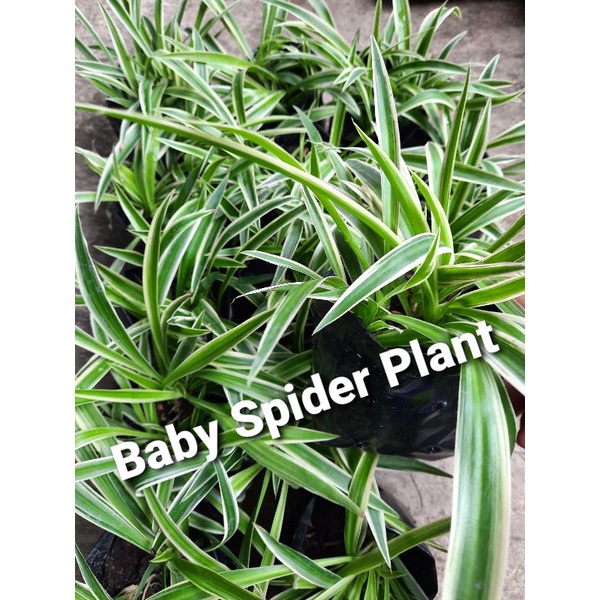 Spider plant dalam polybag kecil segar berakar. Chlorophytum Comosum ...