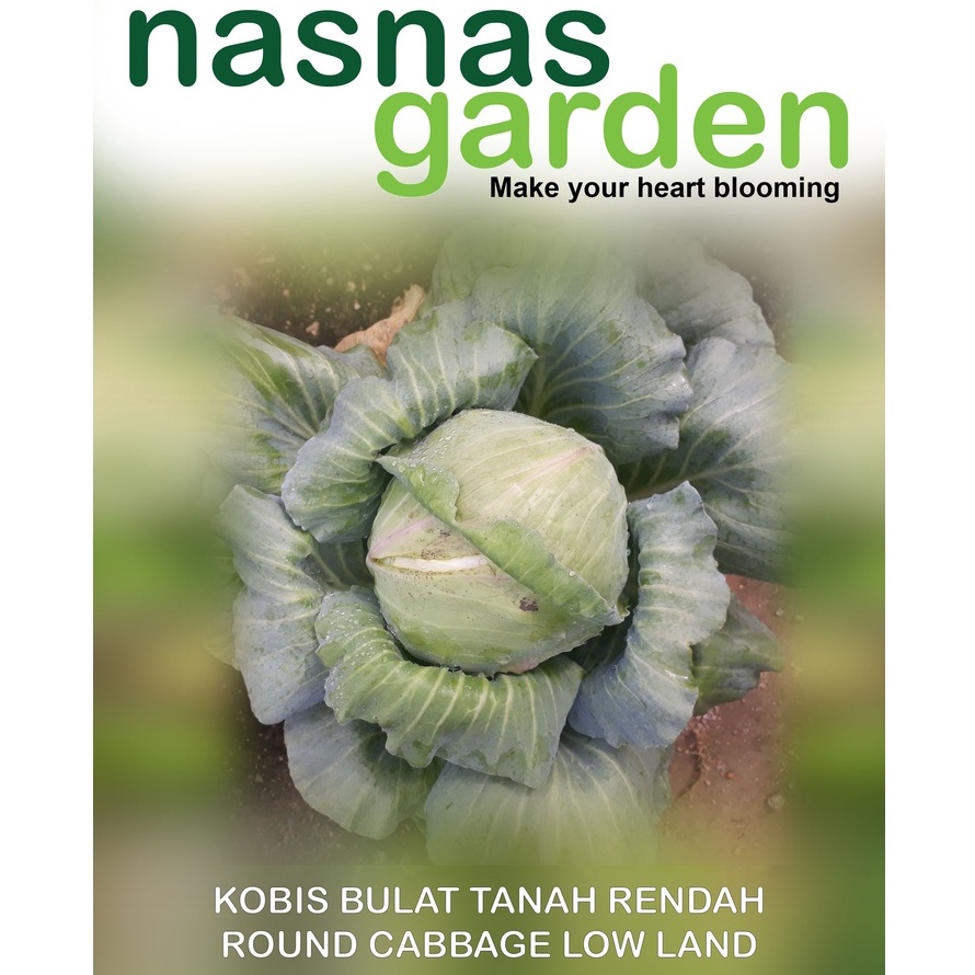 Biji Benih Kobis Bulat Tanah Rendah 25pcs Lowland Cabbage Seeds ...