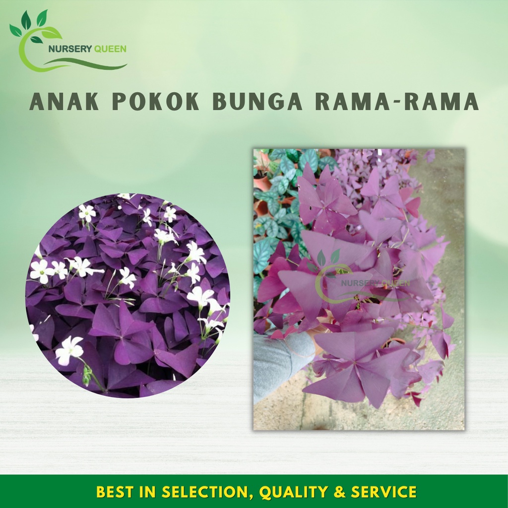 Anak Pokok Bunga Rama-Rama [4 TREE MAX EACH SHIP] Live Plant Pokok ...