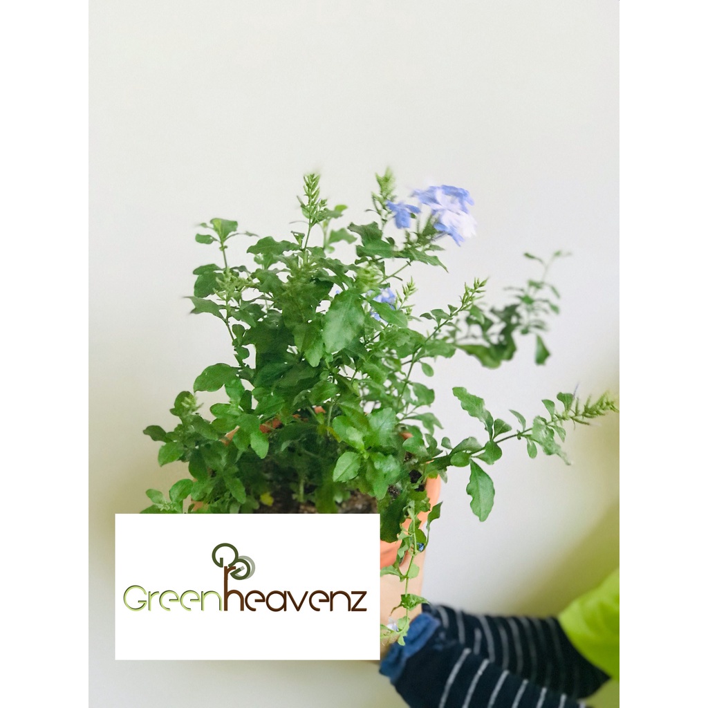 Plumbago Live Plant Pokok Bunga Hiasan Outdoor Landscape 蓝雪花 | Shopee ...
