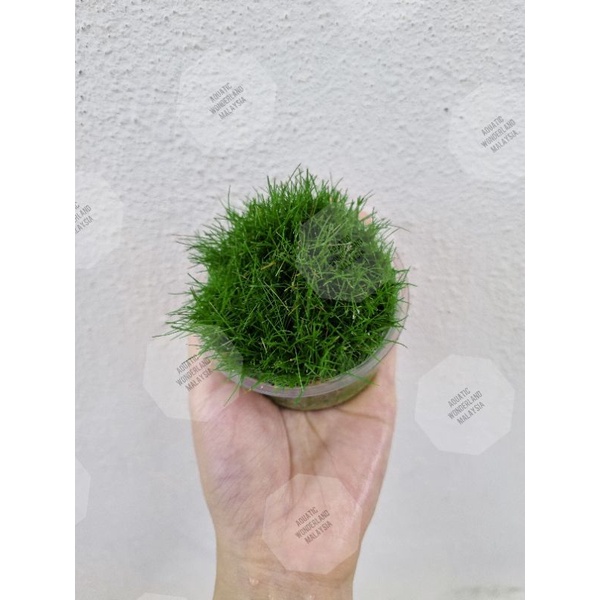 THICK Dwarf hair grass/ mini hair grass submersed (water plant ...