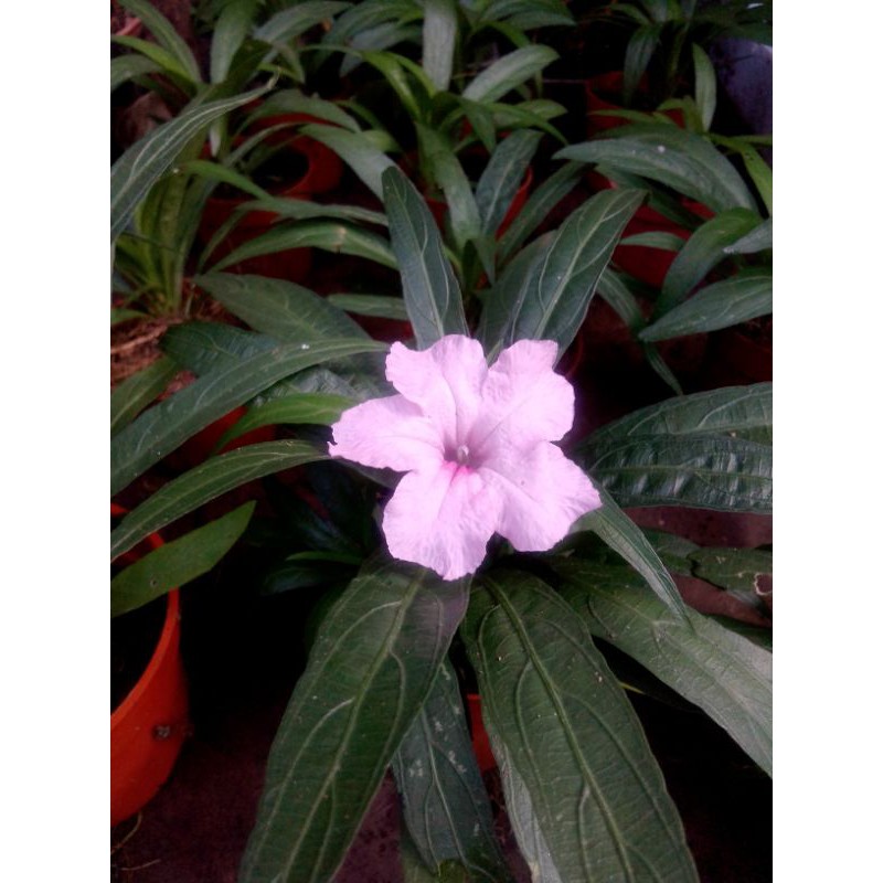 POKOK BUNGA RUELLIA RENEK PINK/UNGU/PUTIH DALAM PASU | Shopee Malaysia