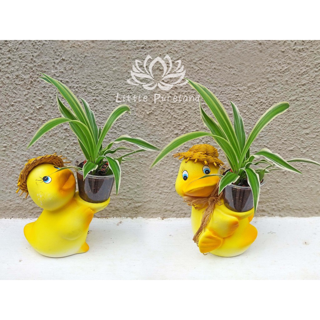 [Indoor plant]Pokok labah-labah mini Mini Spider plant 迷你 吊兰 Indoor ...