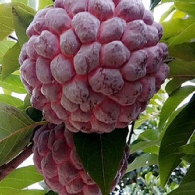 Anak pokok Red Sugar apple/buah nona / 红色释迦果 | Shopee Malaysia