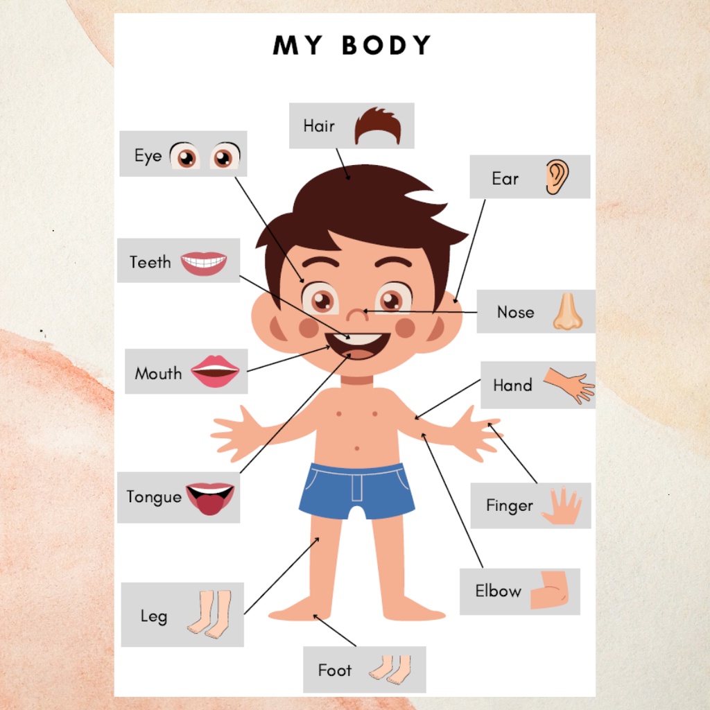 Body Parts Recognition - Body Parts Matching Montessori Early Learning ...