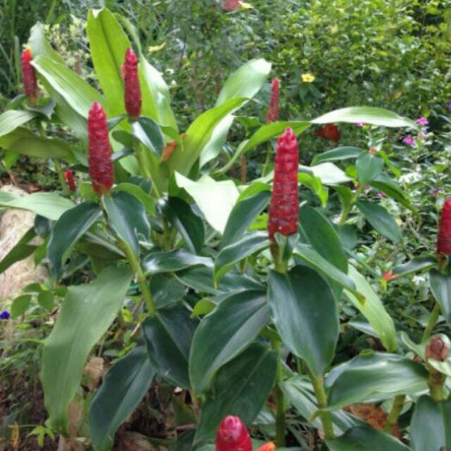 Pokok Kostus Merah atau Bunga Cili | Shopee Malaysia