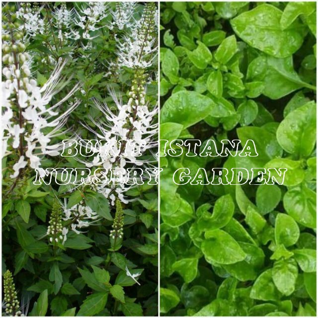 Combo - Anak Pokok Misai Kucing (Herba Tempatan Organik) & Bayam Brazil ...