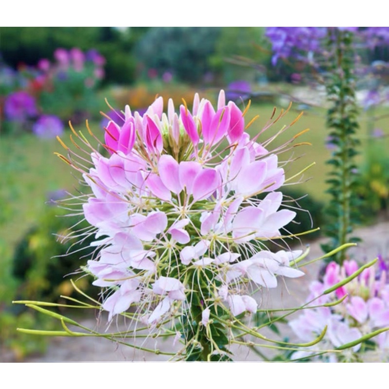#Cleome flower seeds 30pcs#Biji bunga benih Cleome 30pcs#醉蝶花种子30pcs ...