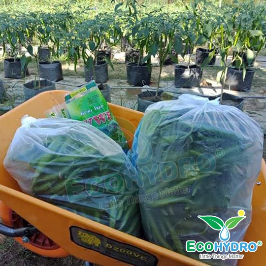 Baja AB ORIGINAL! 2Kg / 2000L / 20L Pati Fertigasi Hydroponic Sayur ...