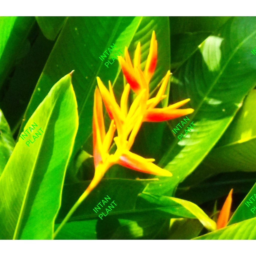 POKOK BESAR SEPIT UDANG (LEBIH 60 CM TINGGI) / HELICONIA BIG LIVE PLANT ...