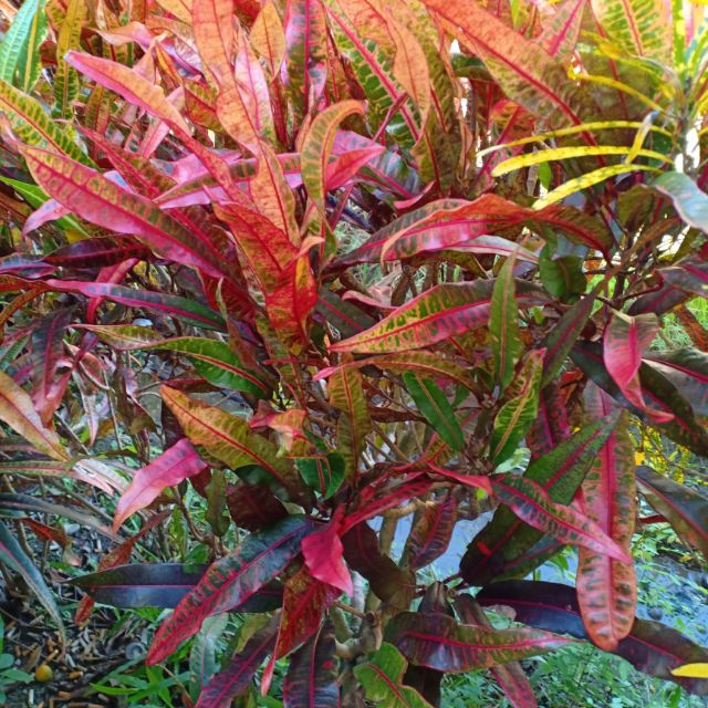 Pokok bunga puding Merah | Shopee Malaysia