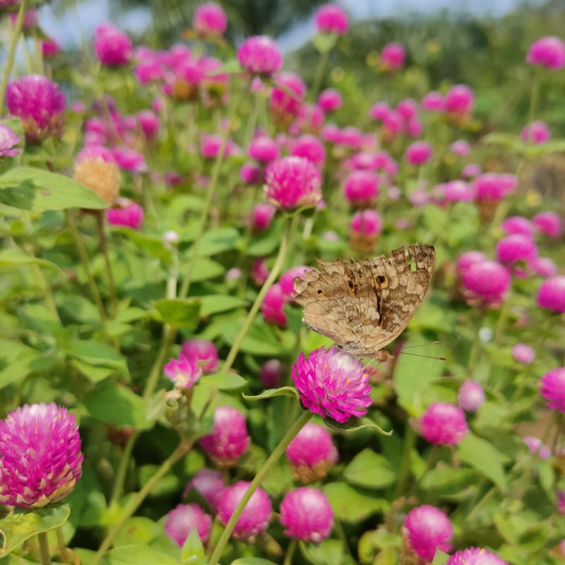 Biji Benih Bunga Butang Ungu ¦ Pink Bachelor's Button Seed ¦ Globe ...