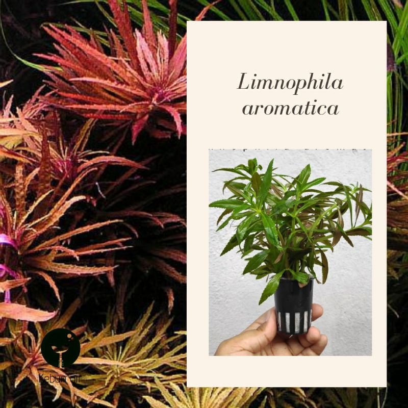 🔥🔥Buy 5 free 1🔥🔥 AQUATIC PLANT/AKUATIK/POKOK AIR/POKOK AKUARIUM ...