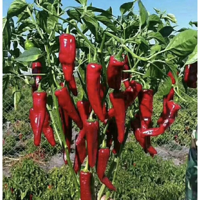 300Biji benih cili merah panjang pedas /红大辣椒种子 (QUALITI TINGGI ...