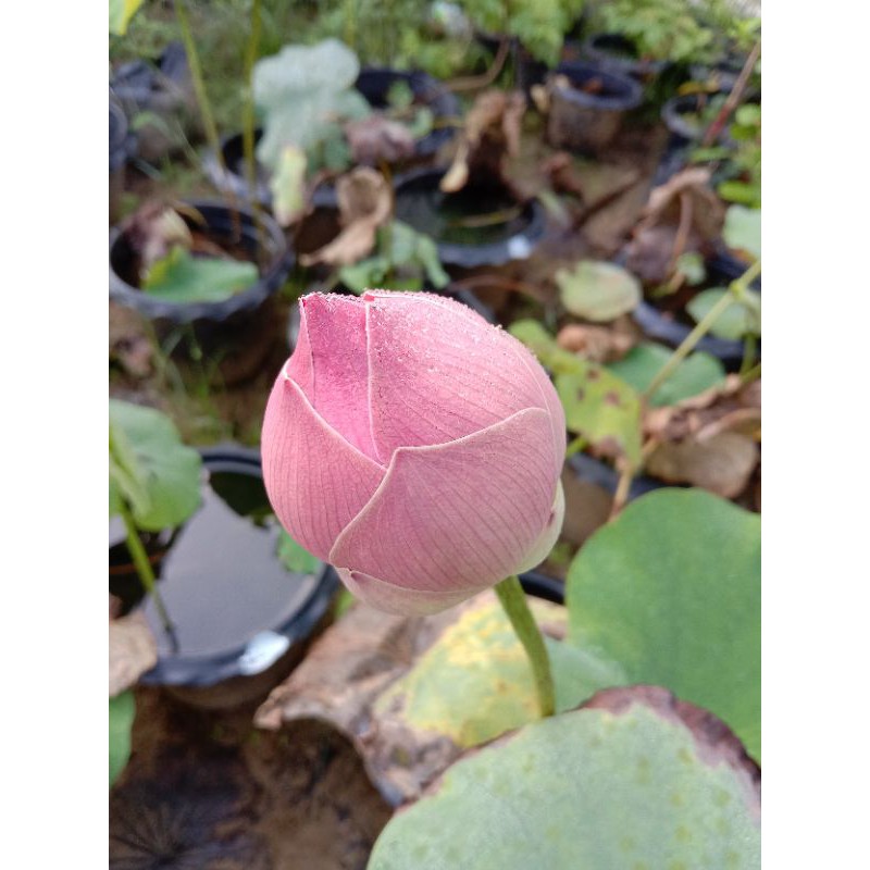 LOTUS REAL LIVE PLANT | Shopee Malaysia