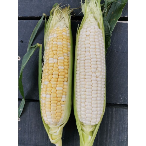 SWEET WHITE CORN/PEARL CORN (1-4 pcs Grade B) | Shopee Malaysia