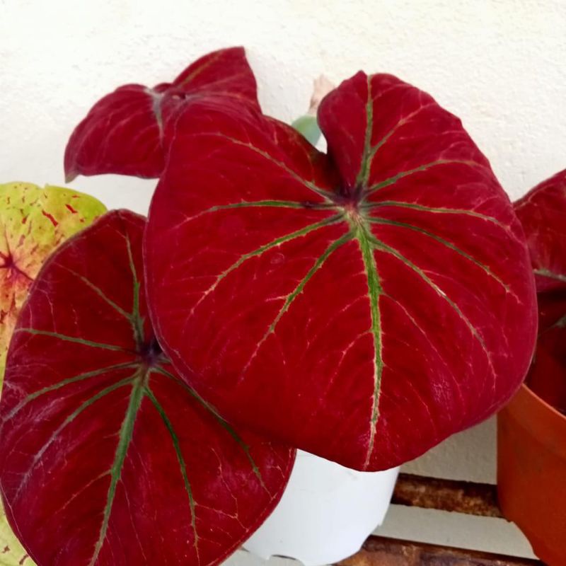 caladium/keladi thailand/beli 5 pokok free 2 pokok | Shopee Malaysia