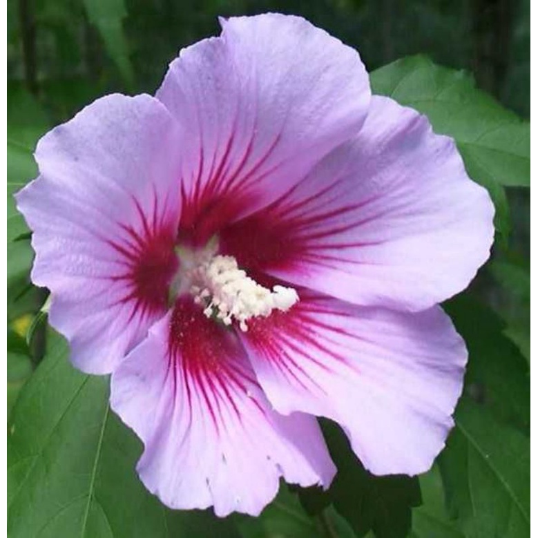 KKB Hibiscus Purple Lavender Chiffon Single, Bunga Raya Ungu Selapis ...