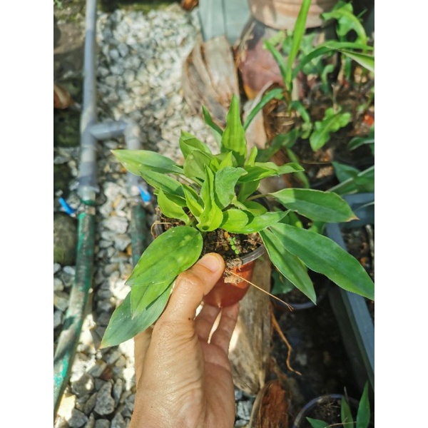Anak pokok kencur atau cekur | Shopee Malaysia