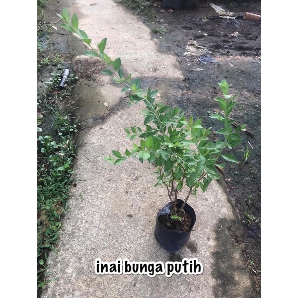 Pokok inai biasa, inai bunga putih @ henna @ lawsonia inermis | Shopee ...