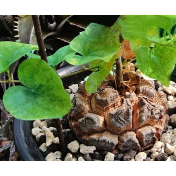 ModestaPlants - Dioscorea Elephantipes Seed │ 南非龟甲龙种子 | Shopee Malaysia