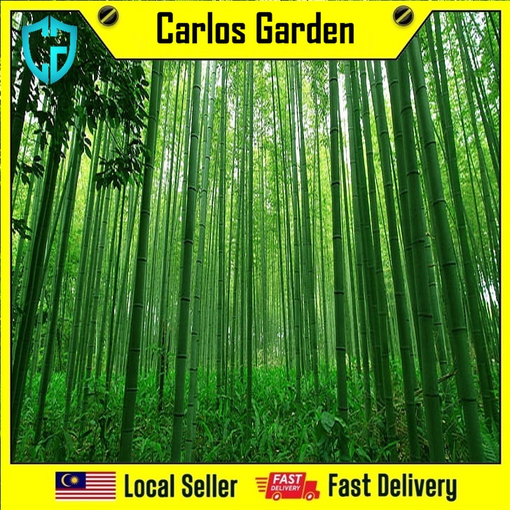 Anak Pokok Buluh Betong Dendrocalamus Asper Tissue Culture | Shopee ...