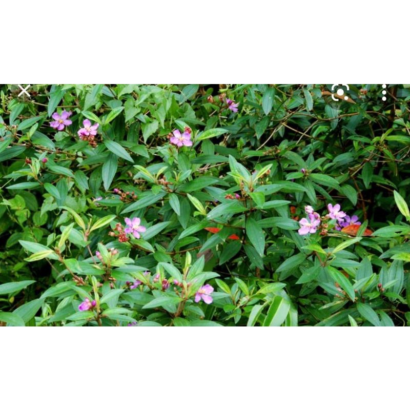 60Helai Daun Senduduk Merah | Shopee Malaysia