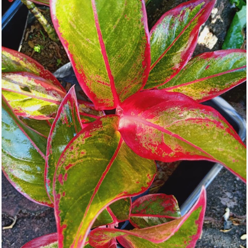 Readystock!!!! Indoor Plant Chinese Evergreen / Aglaonema 'Prestige ...