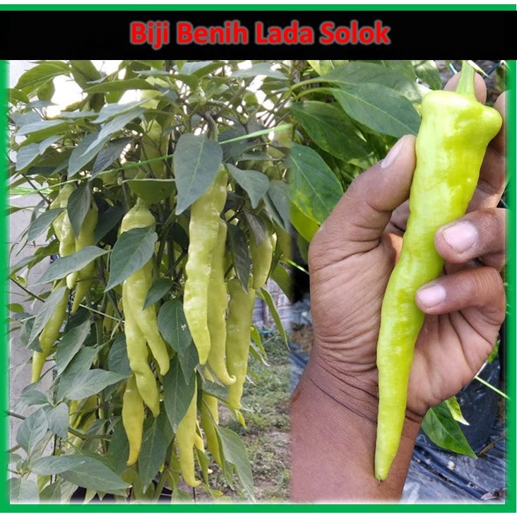 [TERMURAH] 30 BIJI BENIH CILI/ LADA SOLOK KELANTAN | Shopee Malaysia