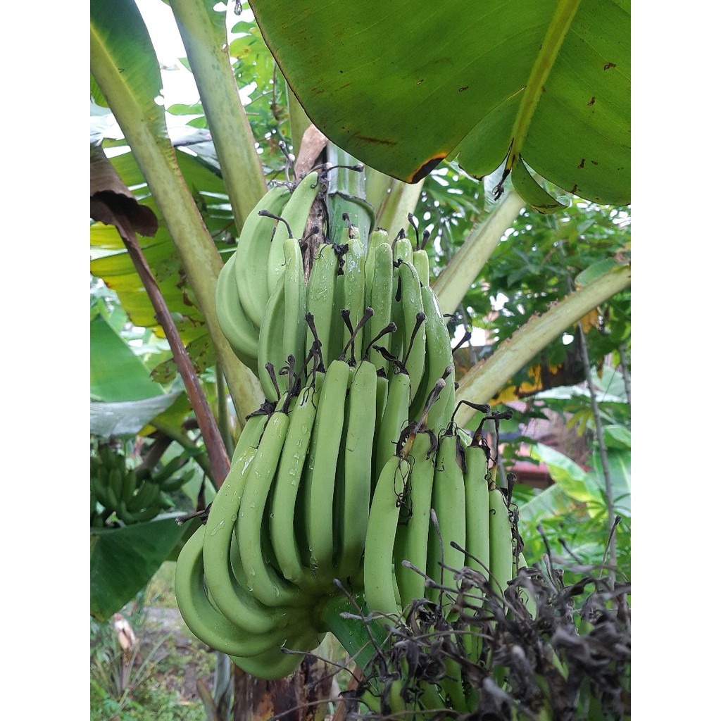 SULUR POKOK PISANG ROTAN | Shopee Malaysia