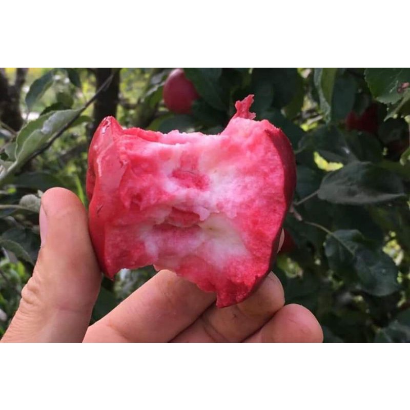 Anak pokok Red Love Apple/ Red Love Apple/ Apple/ Pokok kawin | Shopee ...